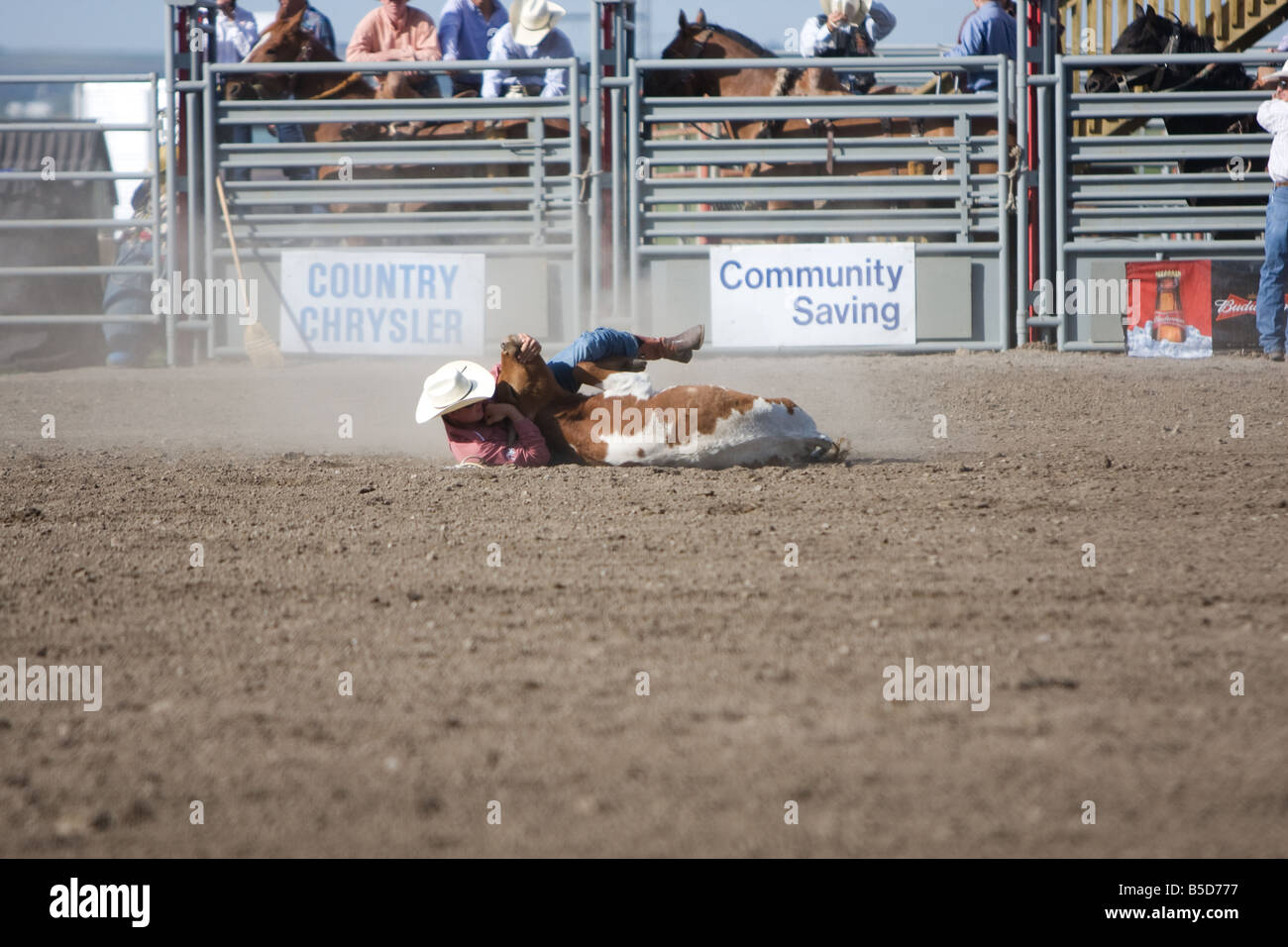 A cowboy wrestling down a calf during the steer wrestling or ...