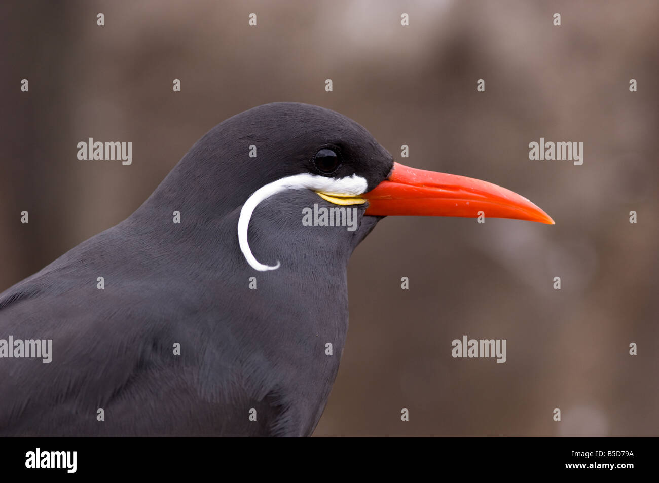 Inca Tern close-up Captive bird at Living Coast Torquay Stock Photo - Alamy