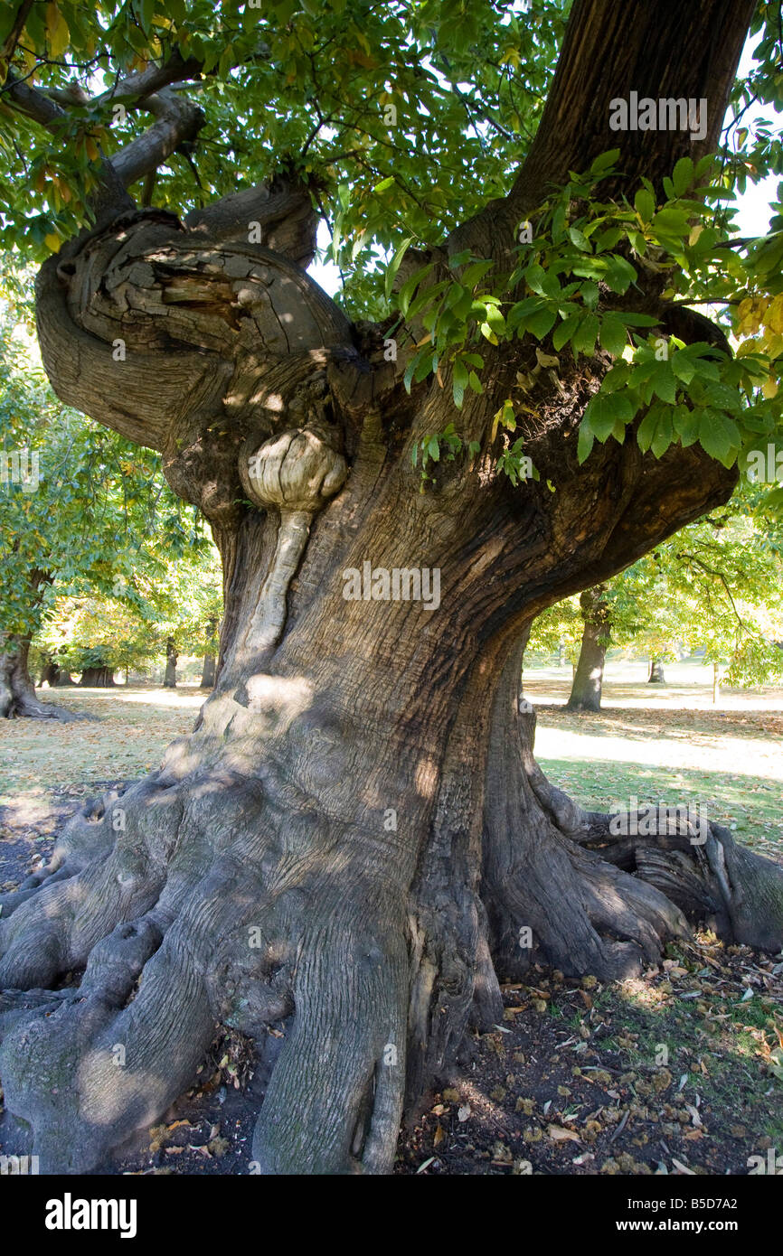 greenwich park ancient trees london england uk gb Stock Photo - Alamy