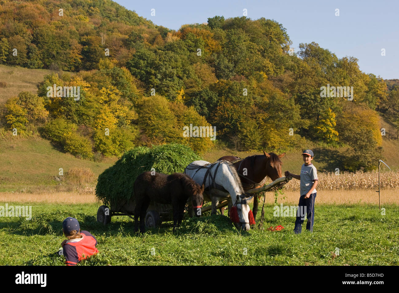 Hay collection using horses and cart in fields below the ancient ...