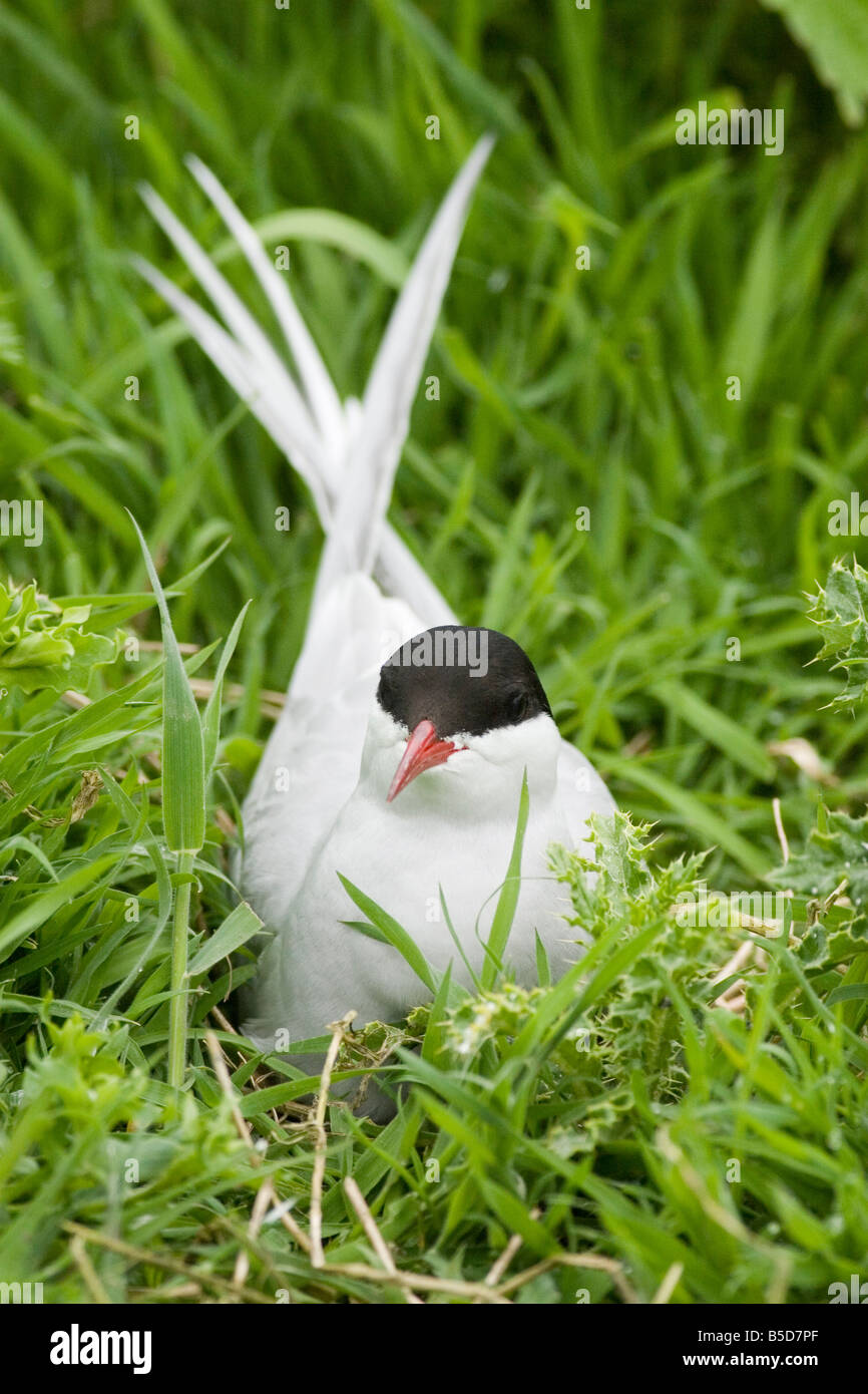 Arctic Tern - Sterna paradisaea Stock Photo - Alamy