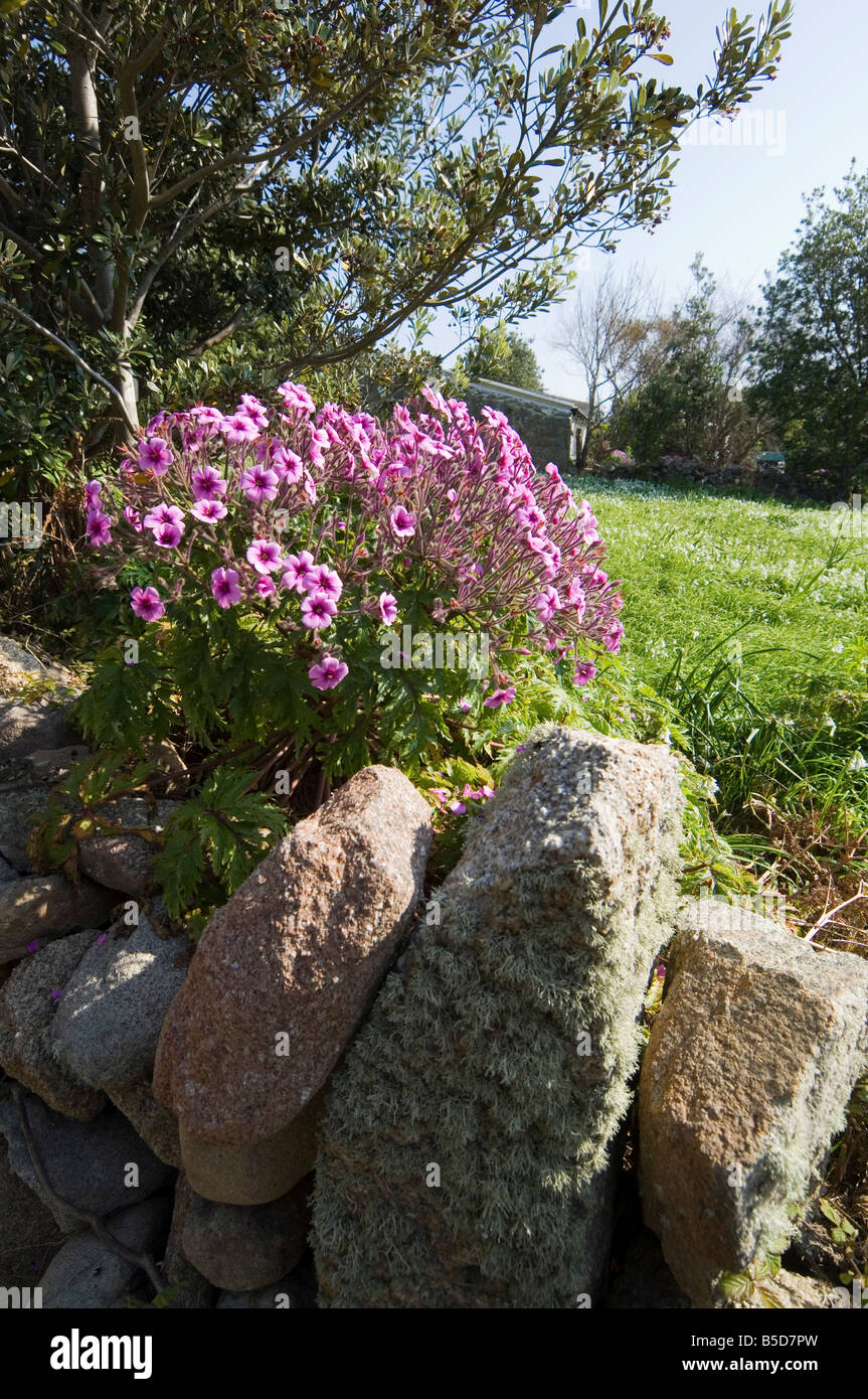 Bryer (Bryher), Isles of Scilly, off Cornwall, , Europe Stock Photo - Alamy