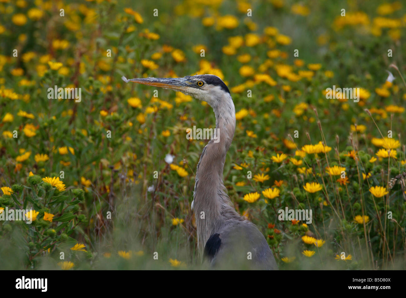 Great blue heron head crest hi-res stock photography and images - Alamy