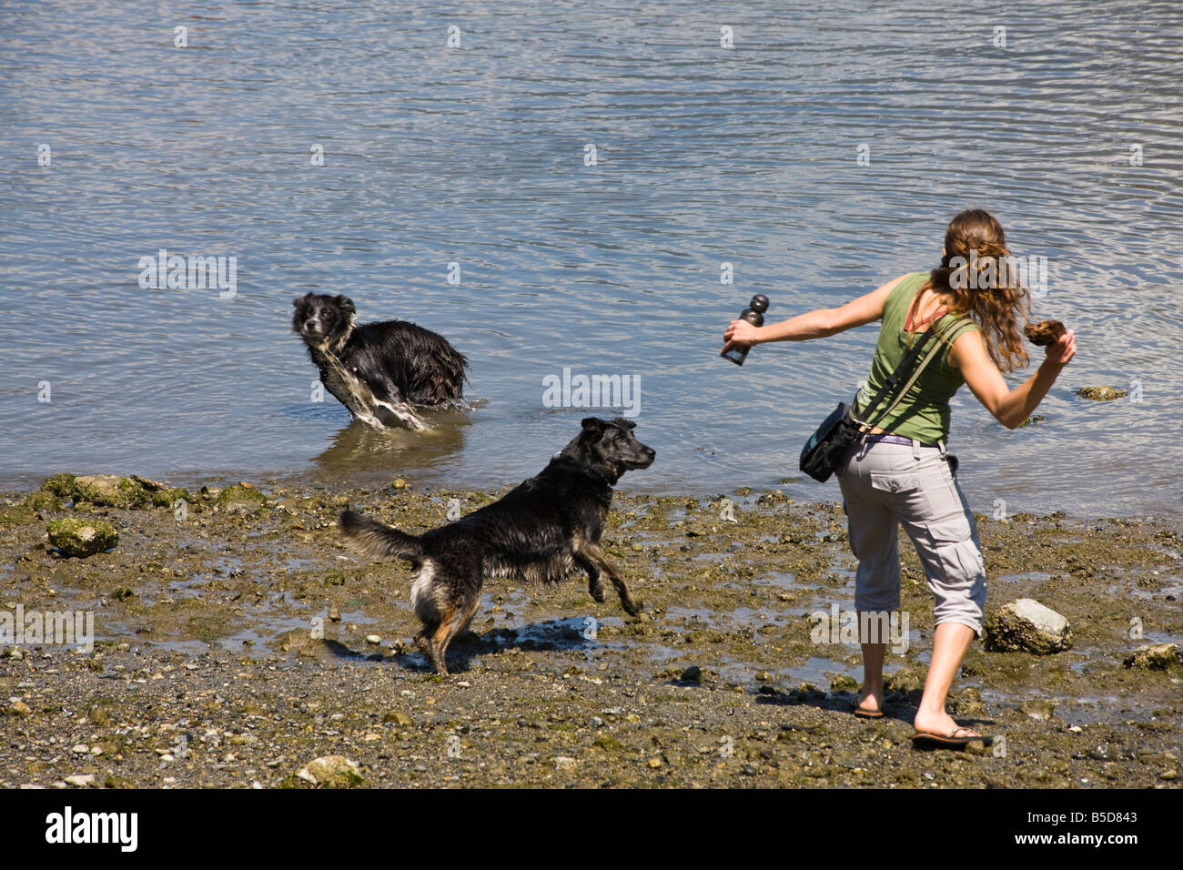 Throwing Stick High Resolution Stock Photography and Images - Alamy