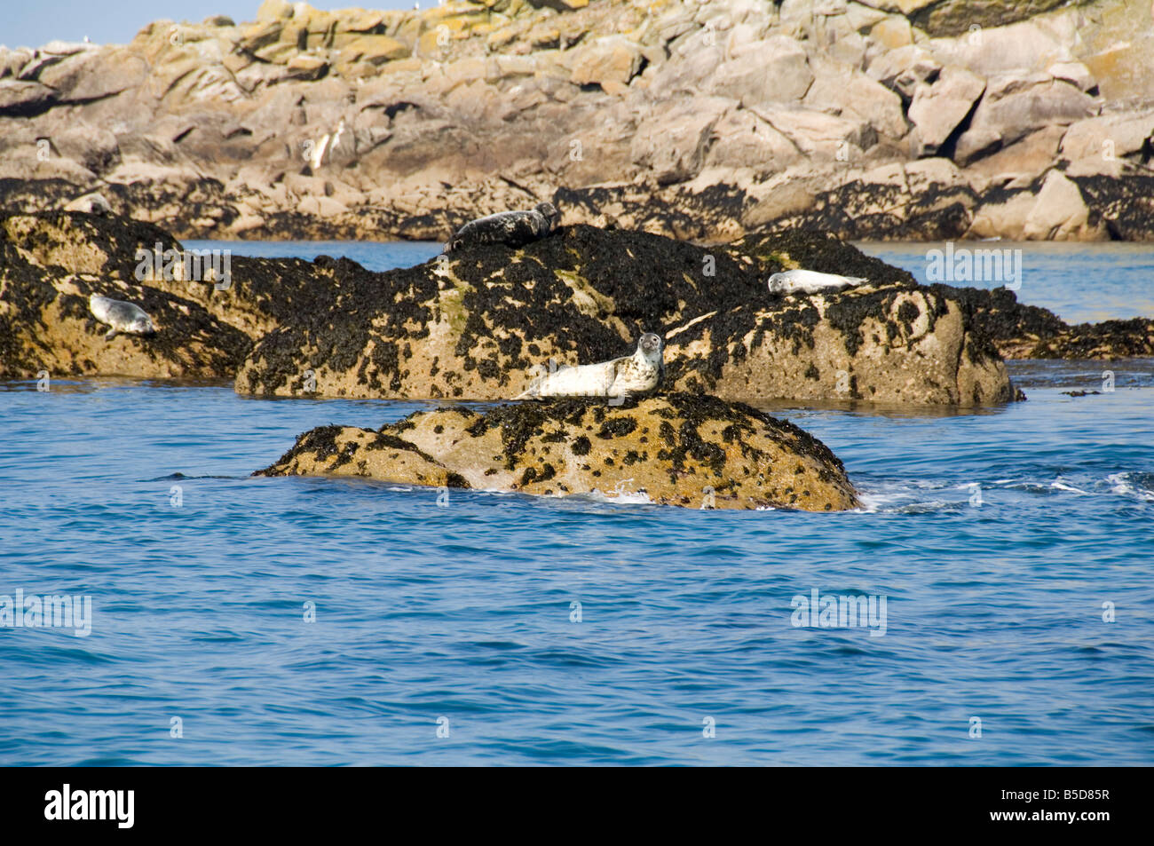 Seals cornwall hi-res stock photography and images - Alamy