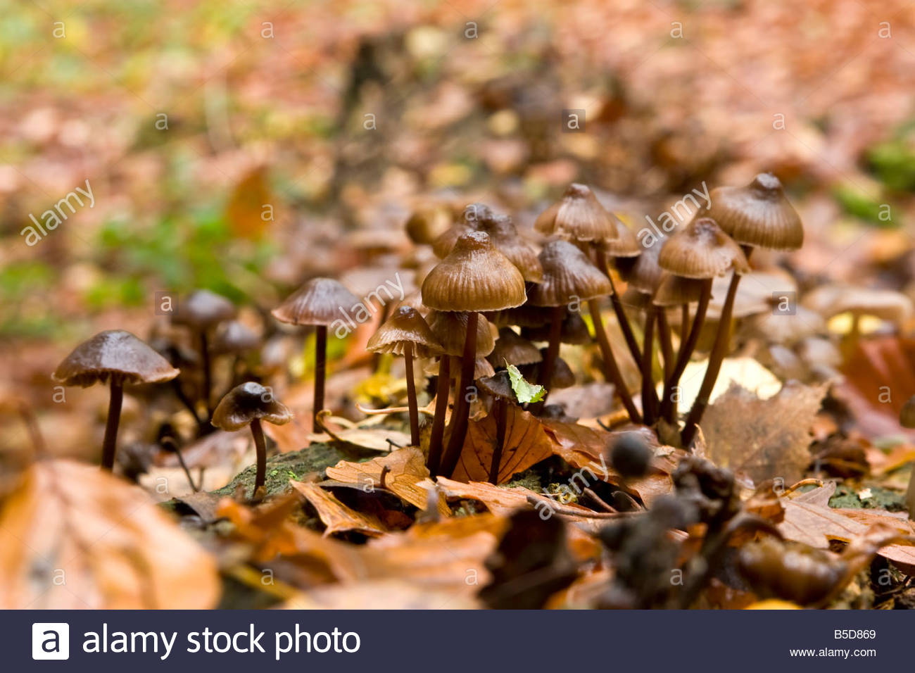 Fungi Uk Stock Photos & Fungi Uk Stock Images - Alamy