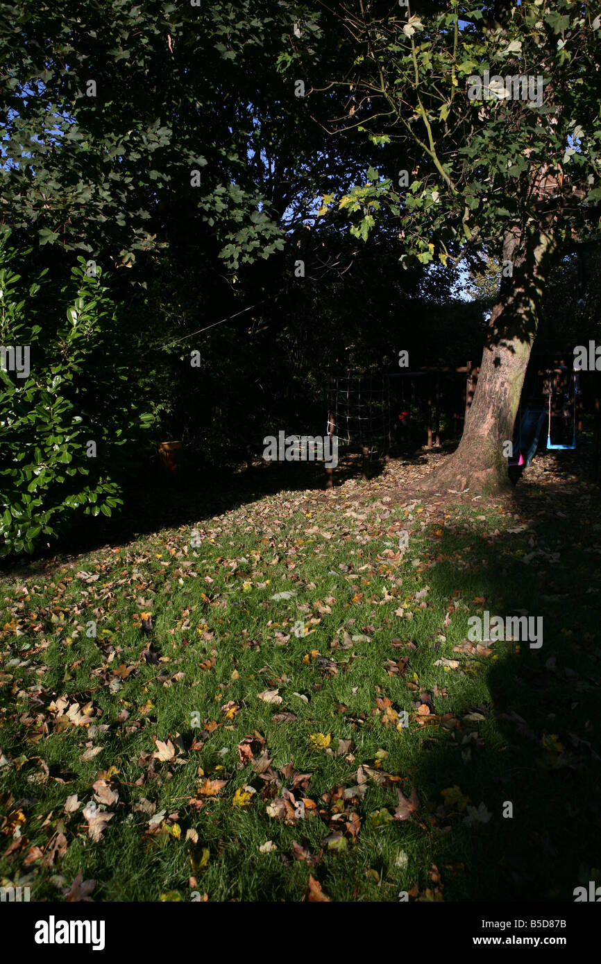 a portrait shot of early autumn leaves falling off a tree in a ...