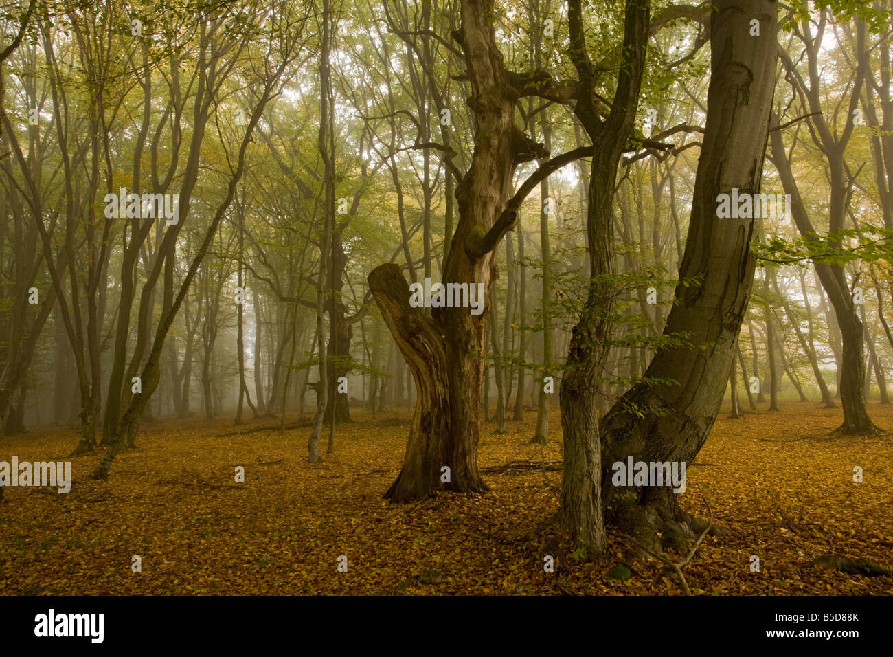 Oaks and beeches hi-res stock photography and images - Alamy
