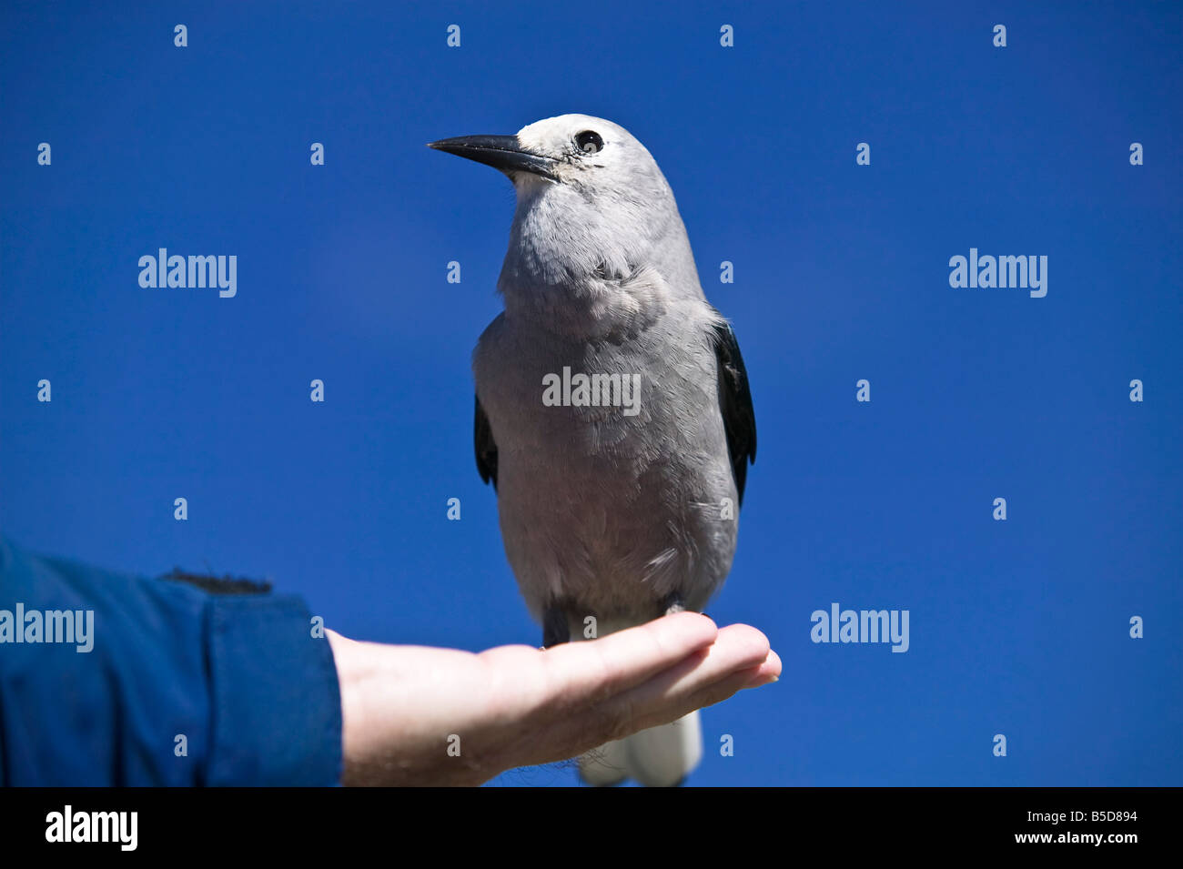 Clarks Nutcracker bird sitting on a mans hand Stock Photo - Alamy