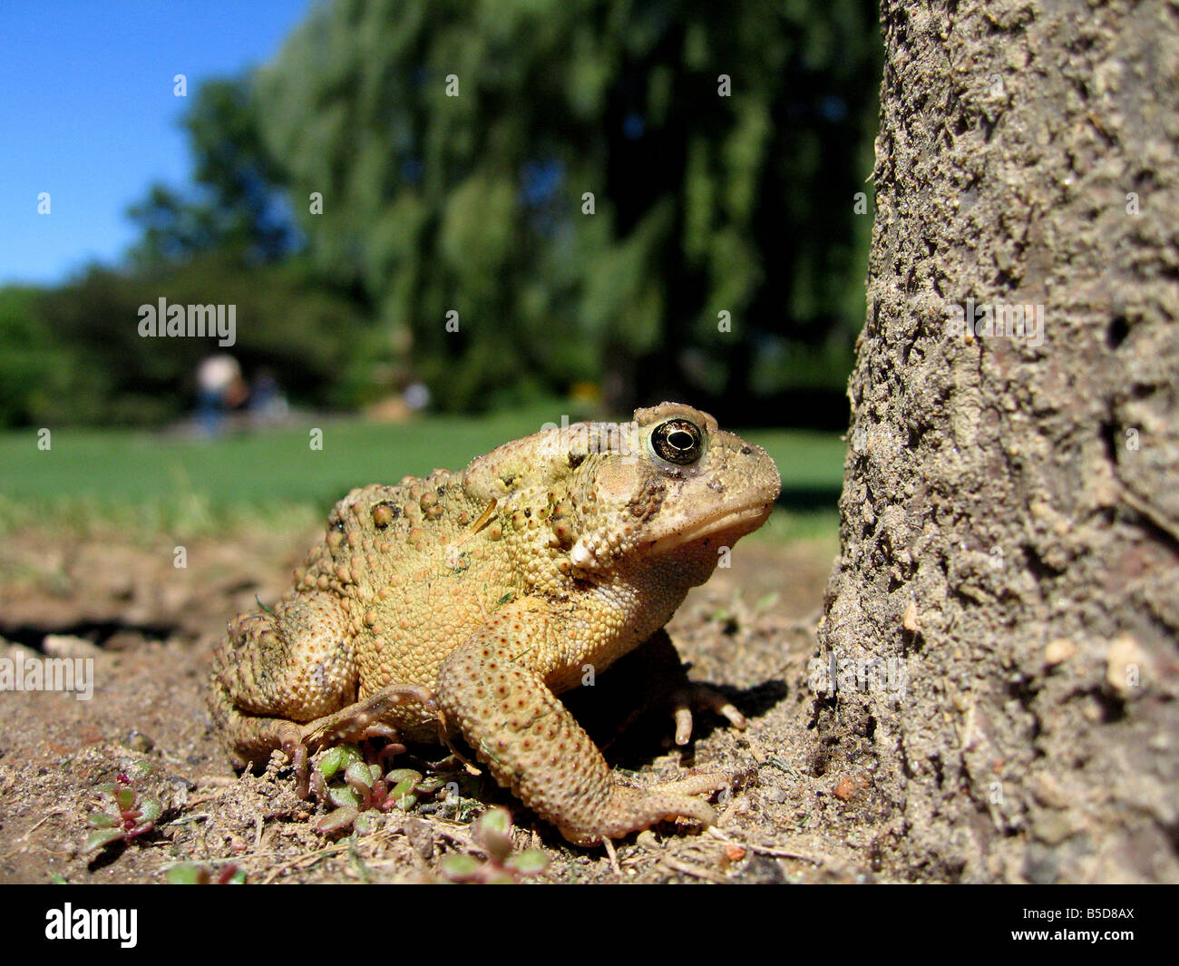 Fowlers park hi-res stock photography and images - Alamy