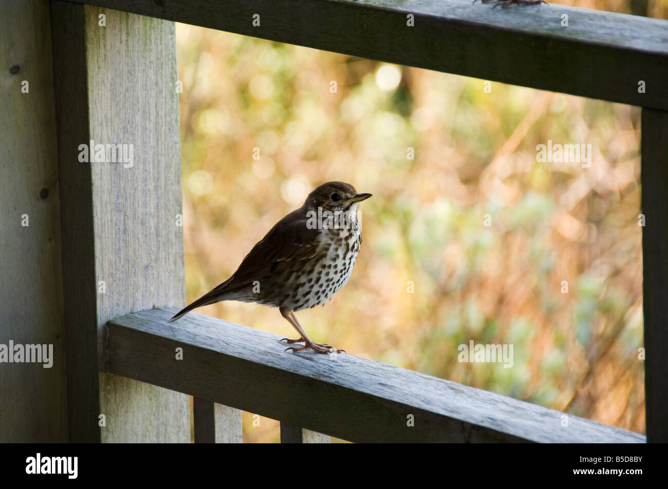 Thrushes of europe hi-res stock photography and images - Alamy