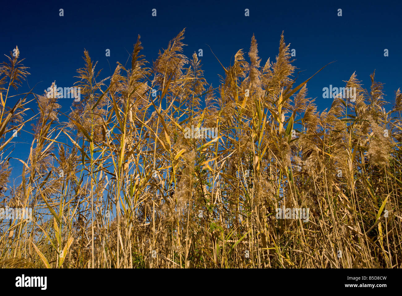 Common reed Phragmites australis in autumn Stock Photo - Alamy