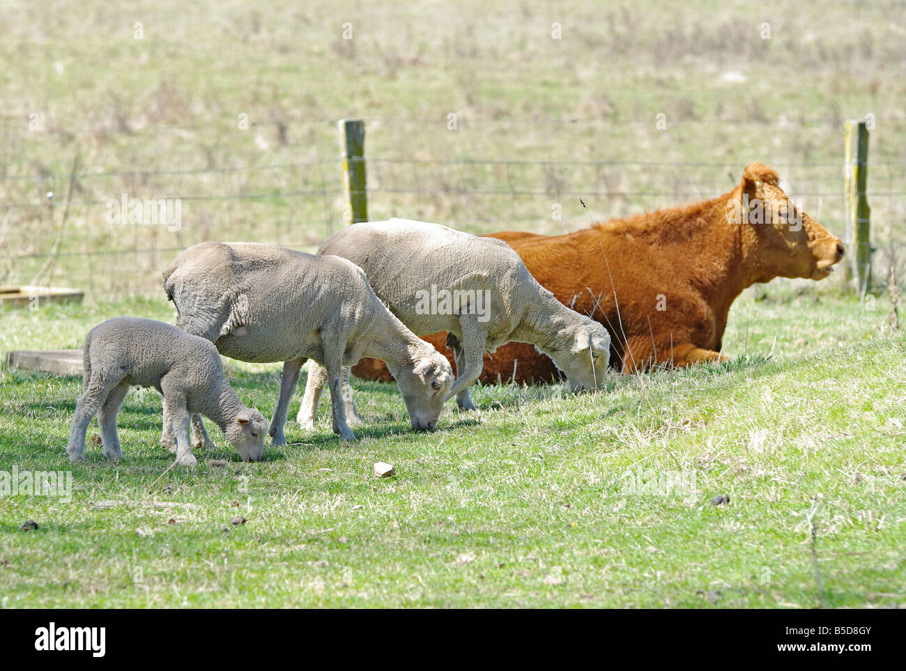 Farmyard animals cow hi-res stock photography and images - Alamy