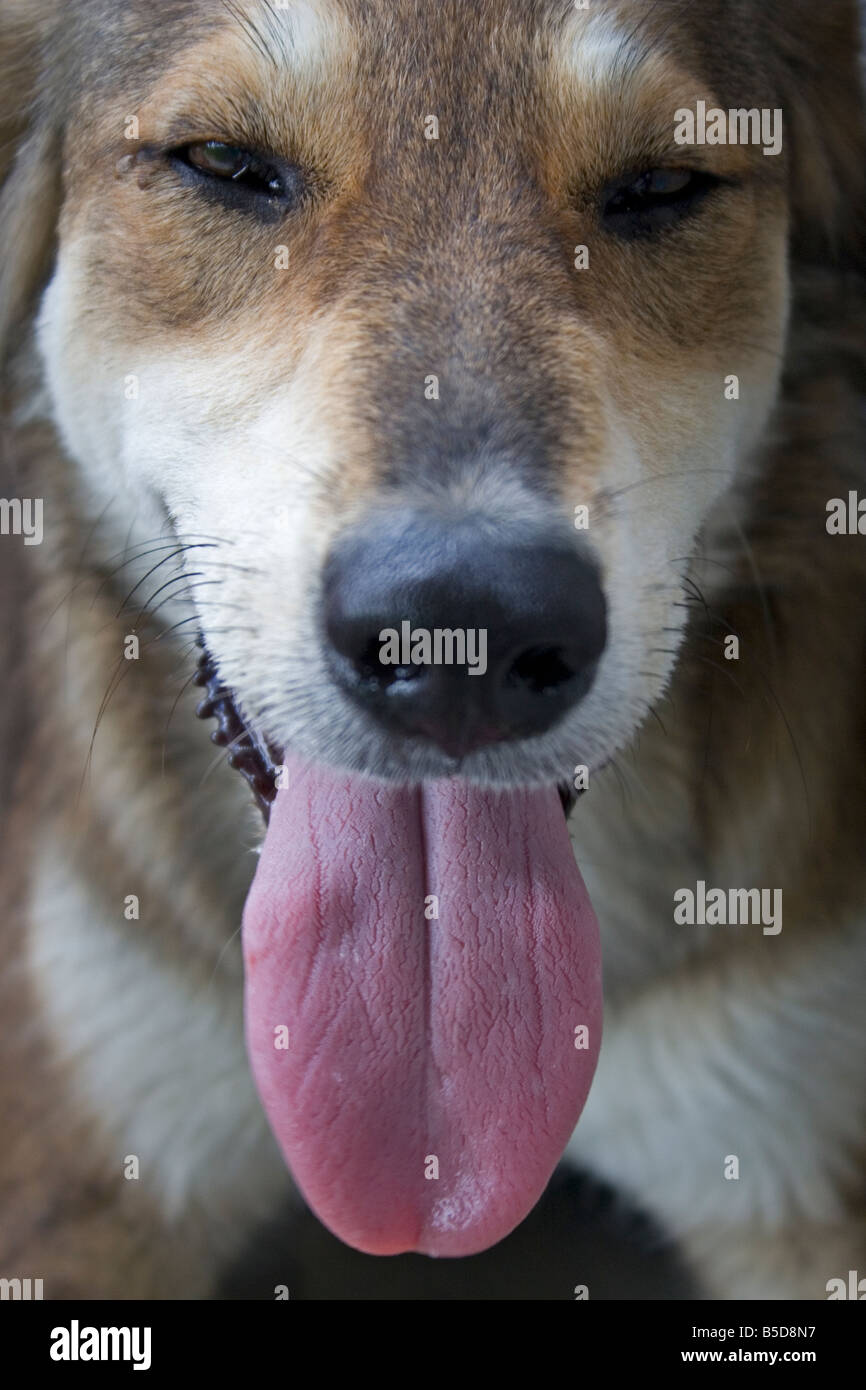 Panting dogs hi-res stock photography and images - Alamy
