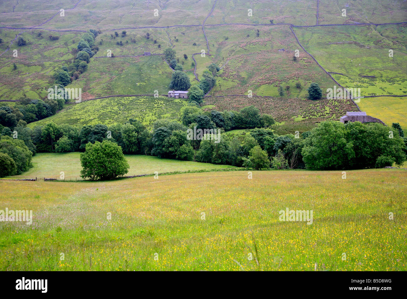 Summer Hay meadows Dentdale Valley Yorkshire Dales National Park ...