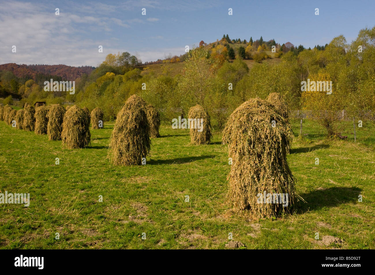 Hay stooks hi-res stock photography and images - Alamy
