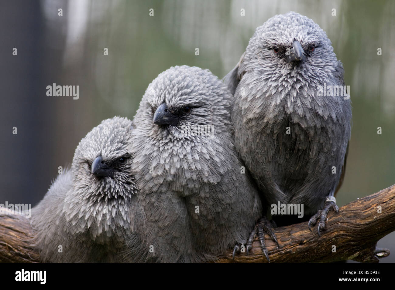Australia bird apostlebird hi-res stock photography and images - Alamy