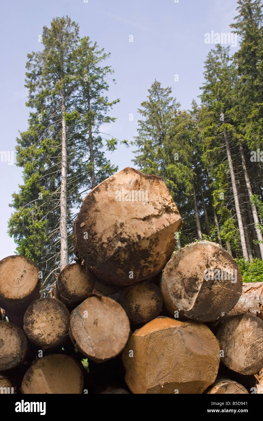 trunks cut in the forest Stock Photo - Alamy