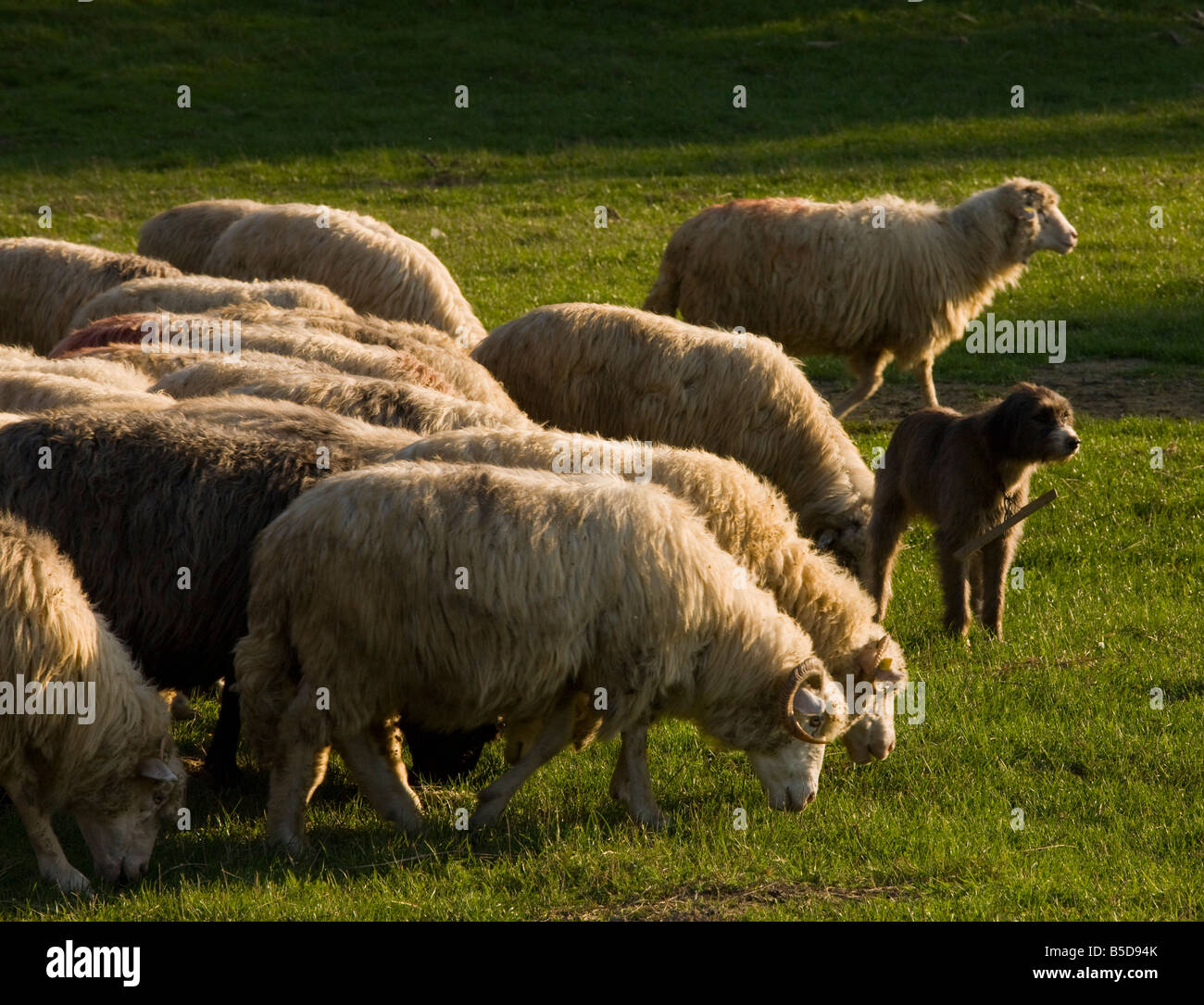 sheep flock with dog near Sigishoara in the saxon villages area ...
