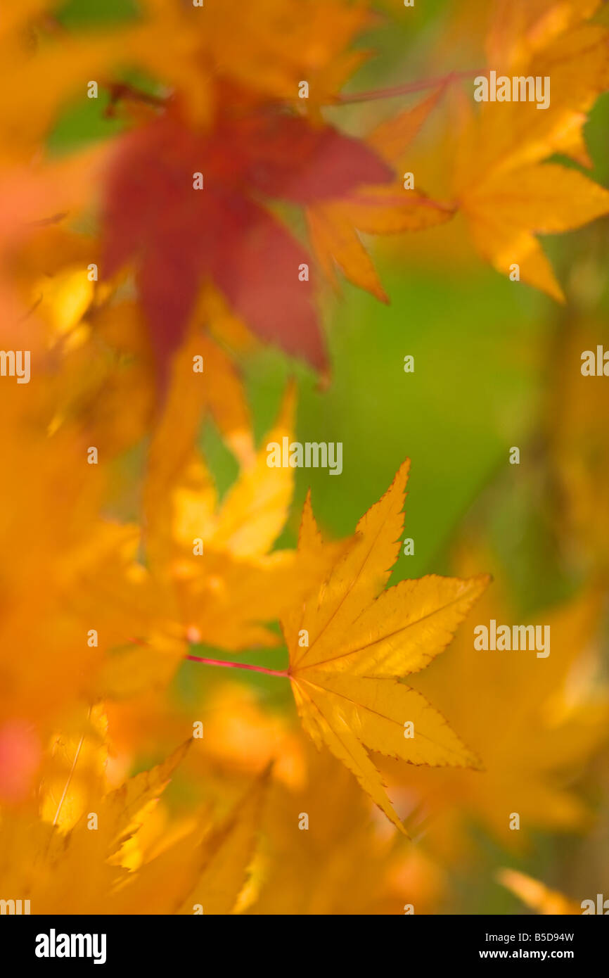 Abstract Image of Acer Leaves and Tree in Autumn, England Stock Photo ...