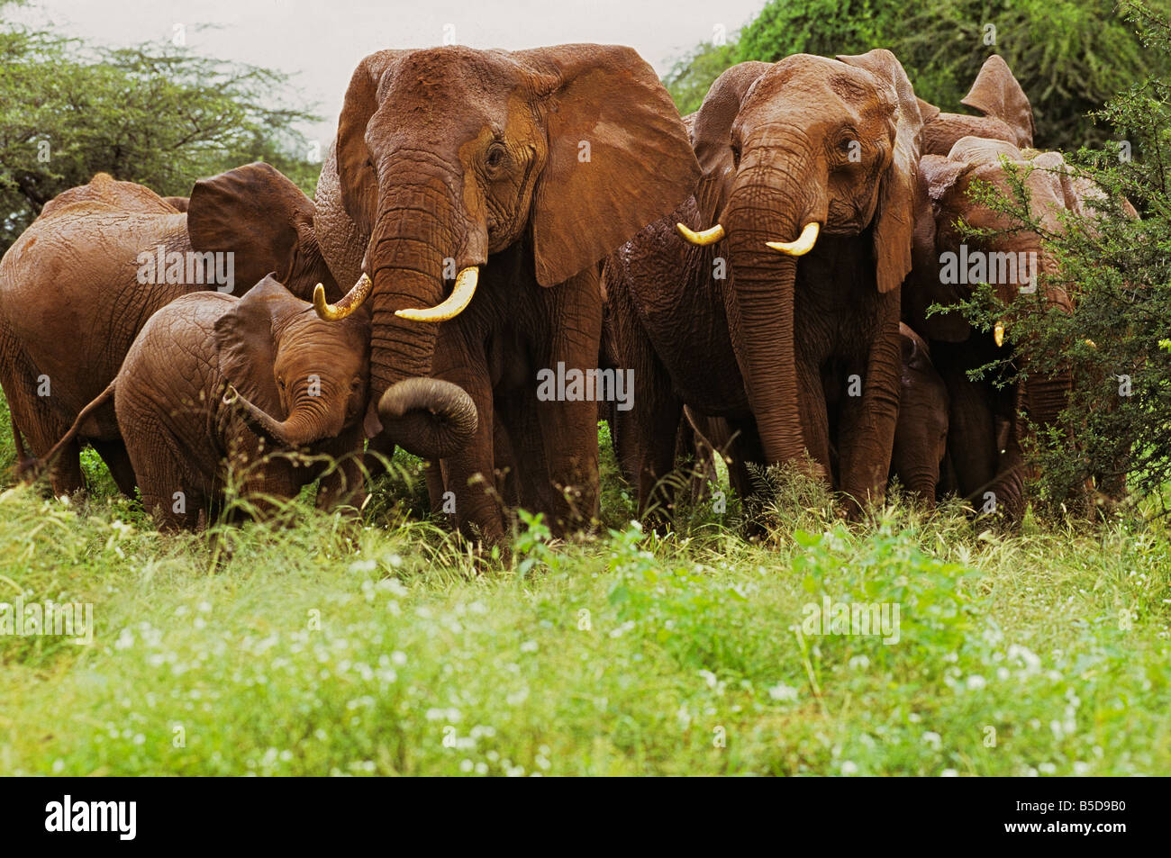 Gathering of Red Elephants Stock Photo - Alamy