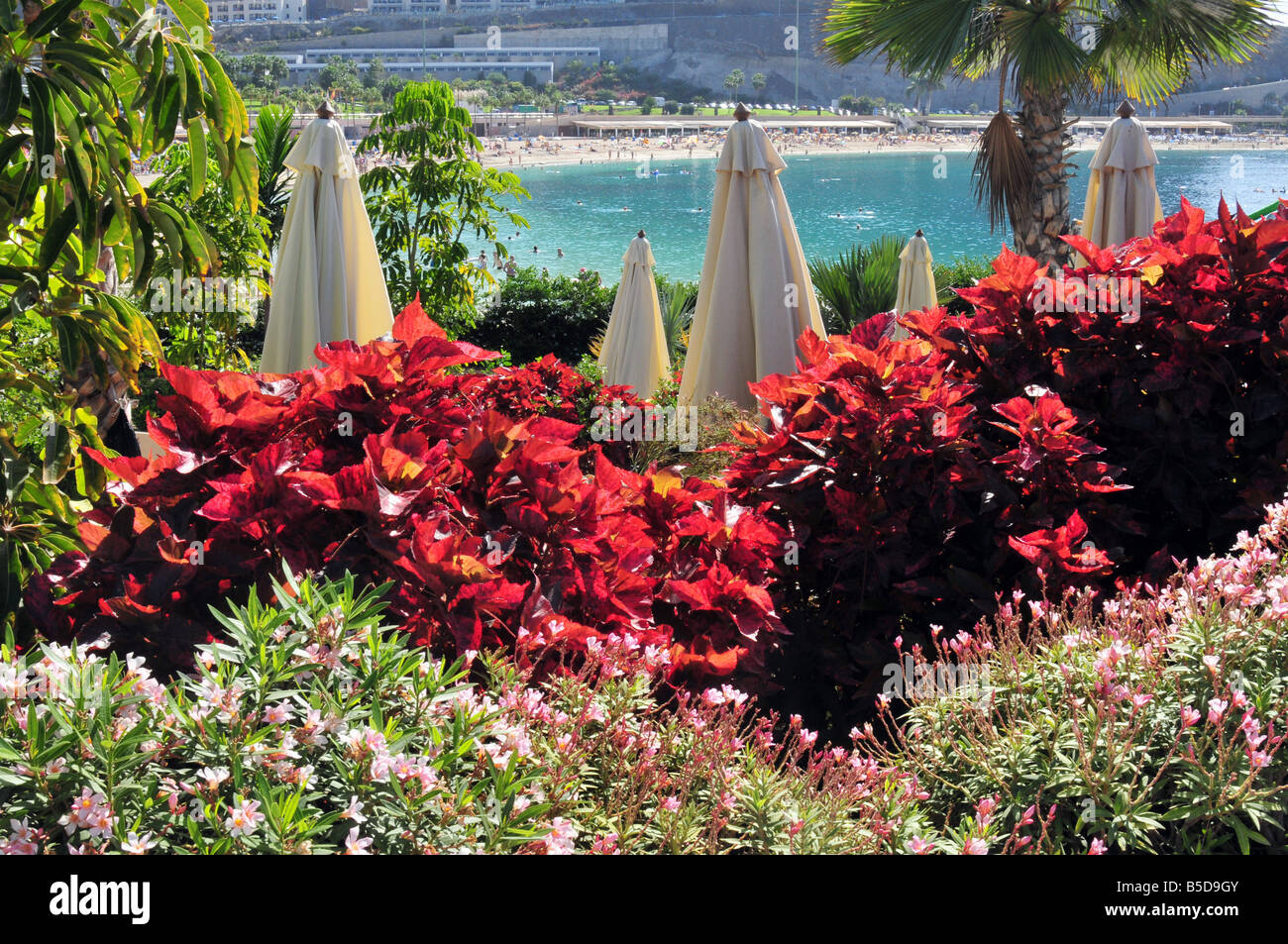 Umbrella like flowers hi-res stock photography and images - Alamy