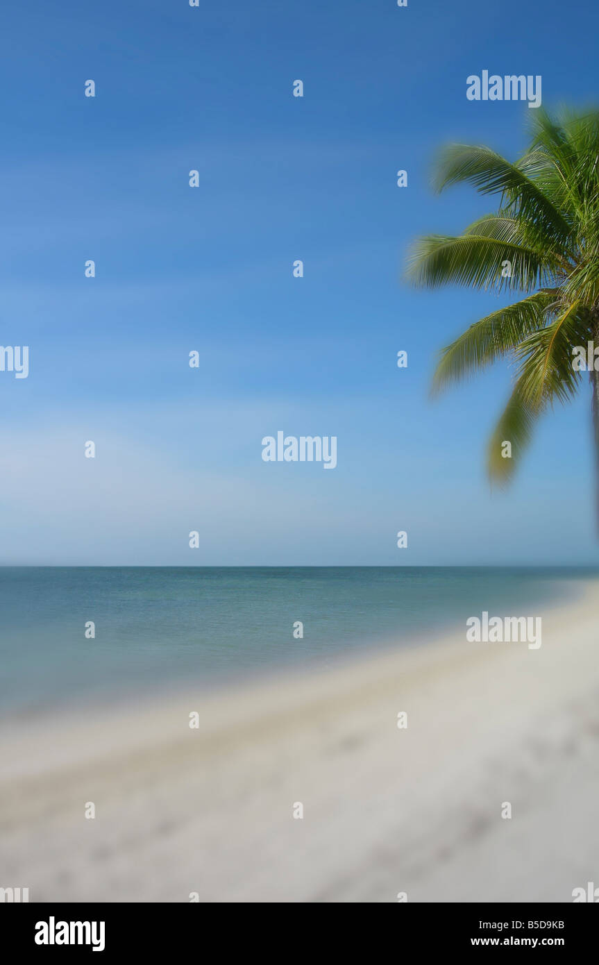 Paradise tree hi-res stock photography and images - Alamy