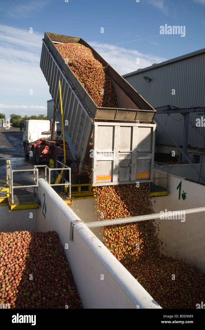 Unloading trailer of machine harvested cider apples into receiving ...