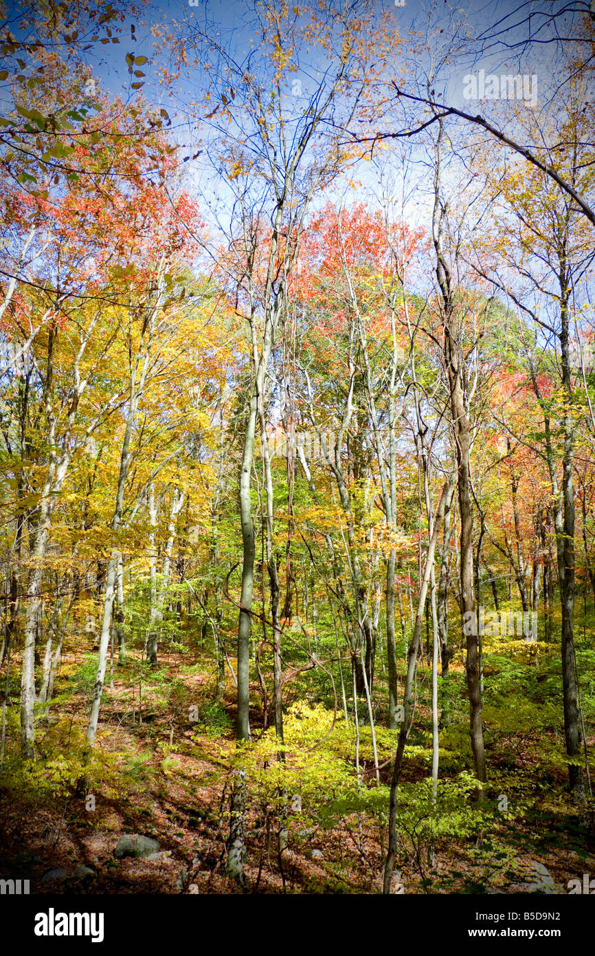Beautiful autumn scene with brightly colored trees Stock Photo - Alamy