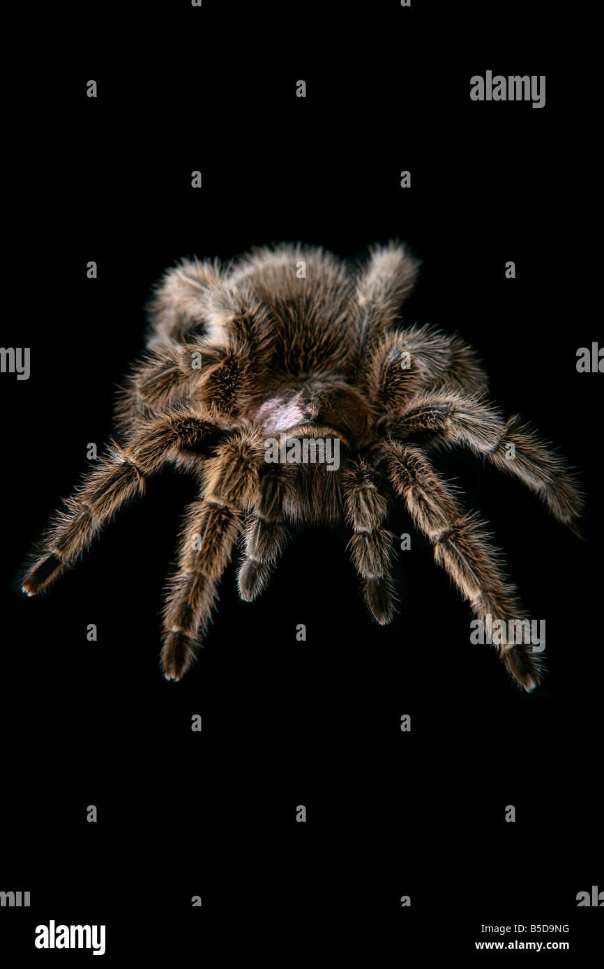 Black spider species hi-res stock photography and images - Alamy
