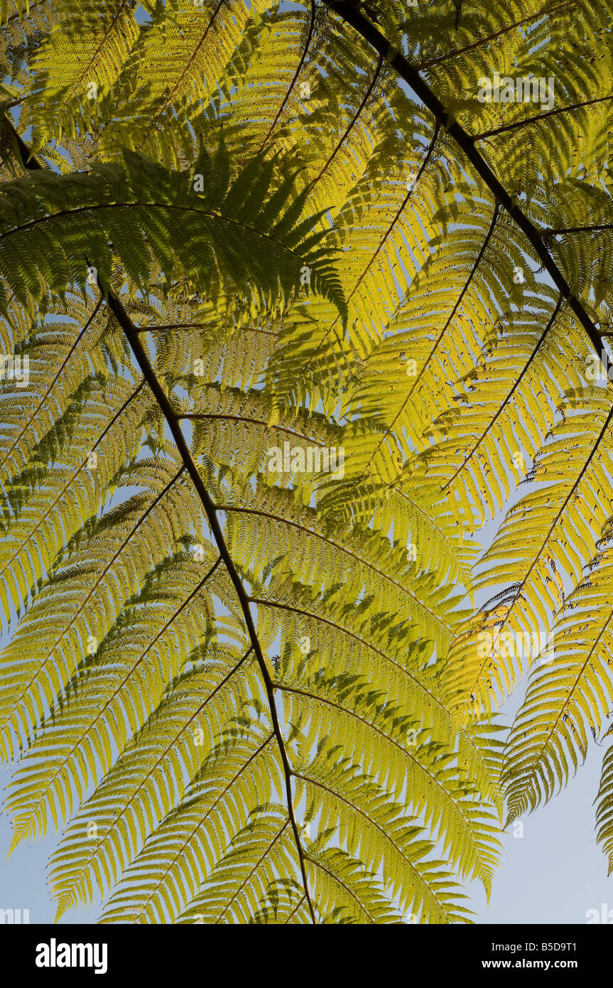 Annual fern hi-res stock photography and images - Alamy