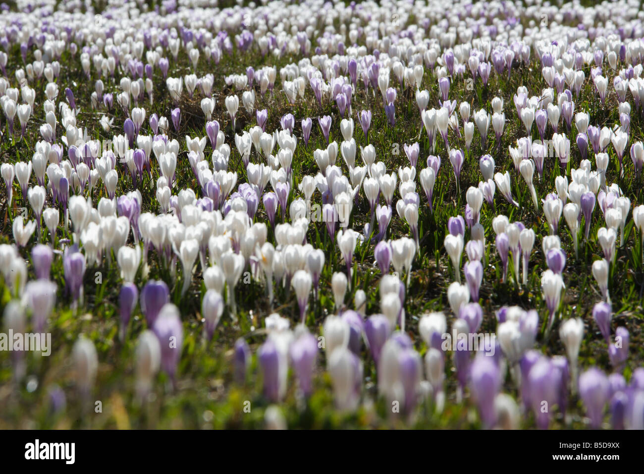 wild crocus field Stock Photo - Alamy