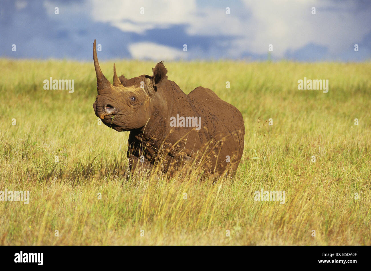Black Rhino in Beautiful Light Stock Photo - Alamy
