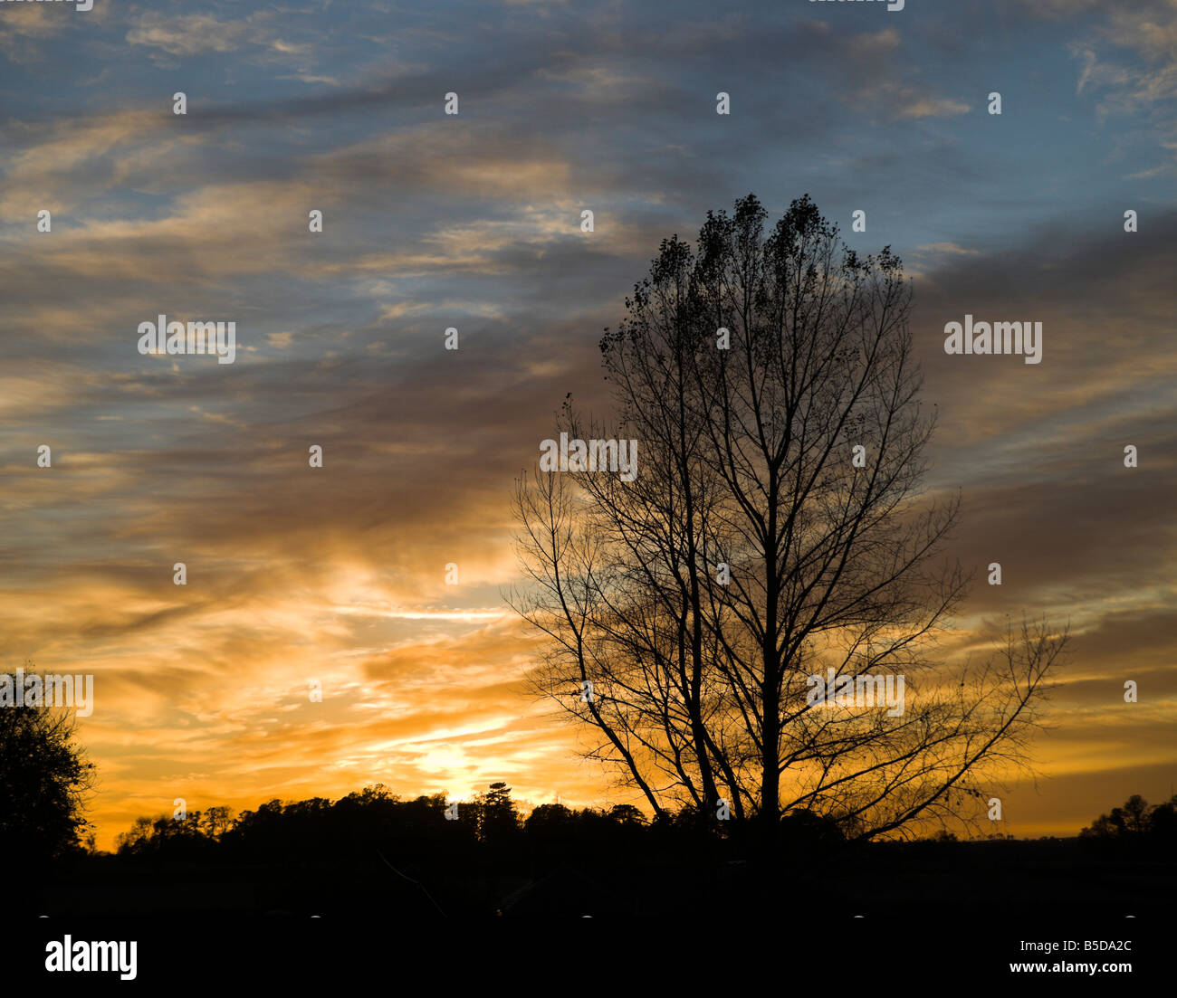 Bare tree in November with sunset sky Stock Photo - Alamy