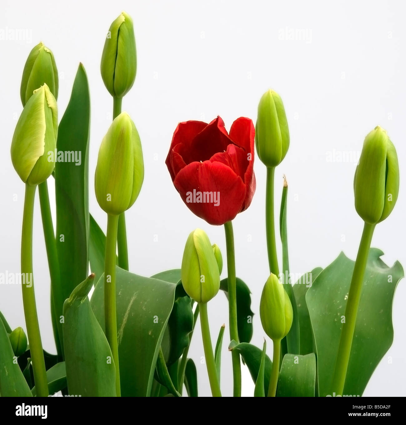 Green tulip buds and one red flower Stock Photo - Alamy