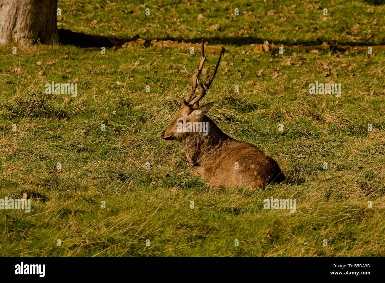 SIKA DEER STAG Stock Photo - Alamy