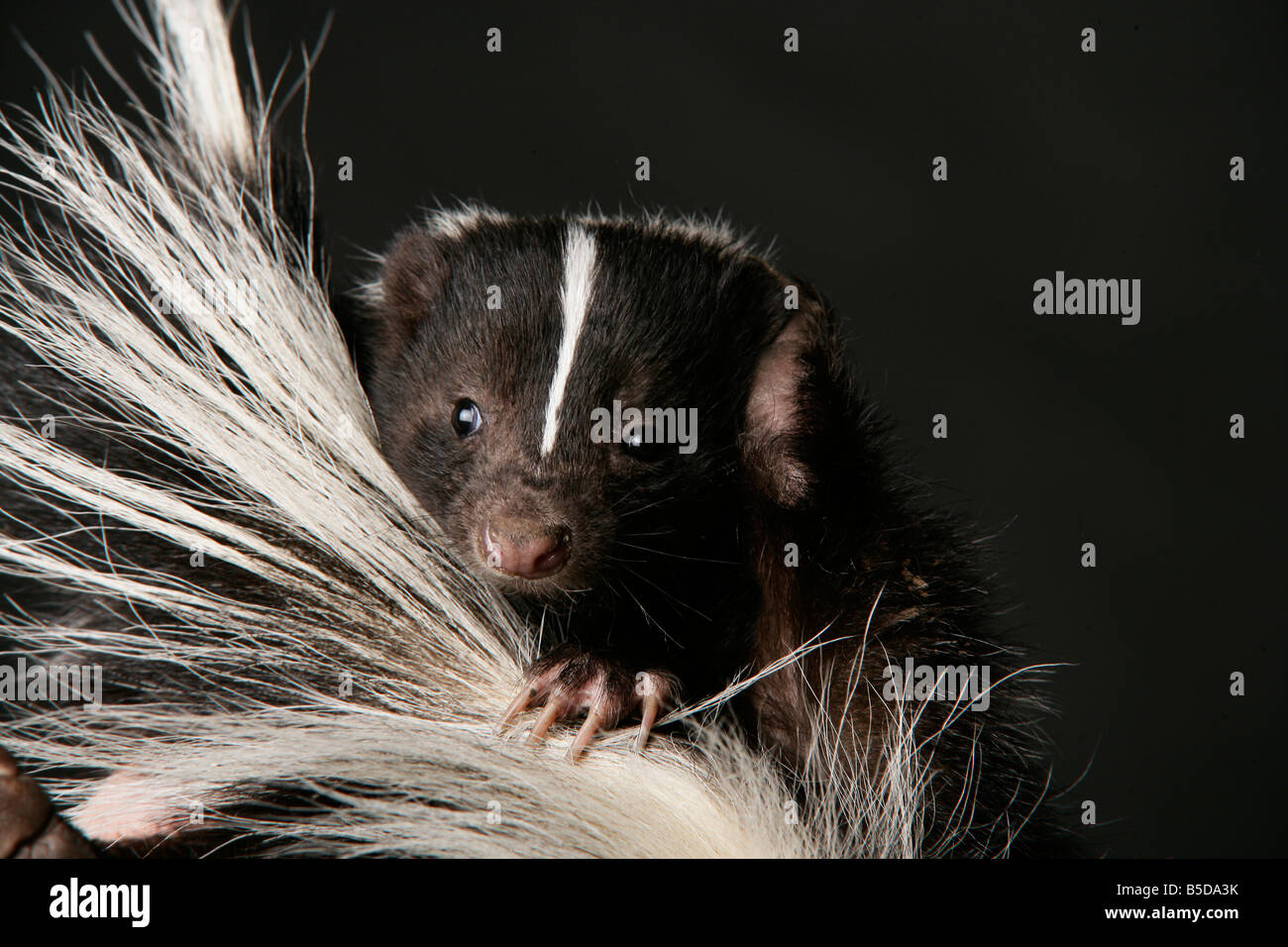 Female striped skunk on a black background Stock Photo - Alamy