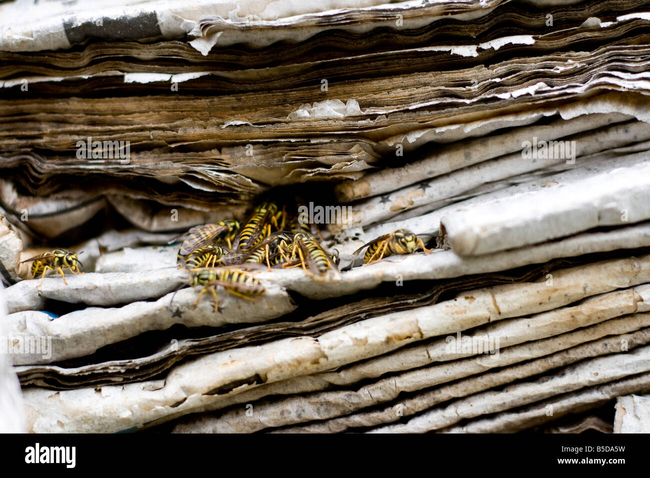 Yellow jackets hi-res stock photography and images - Alamy