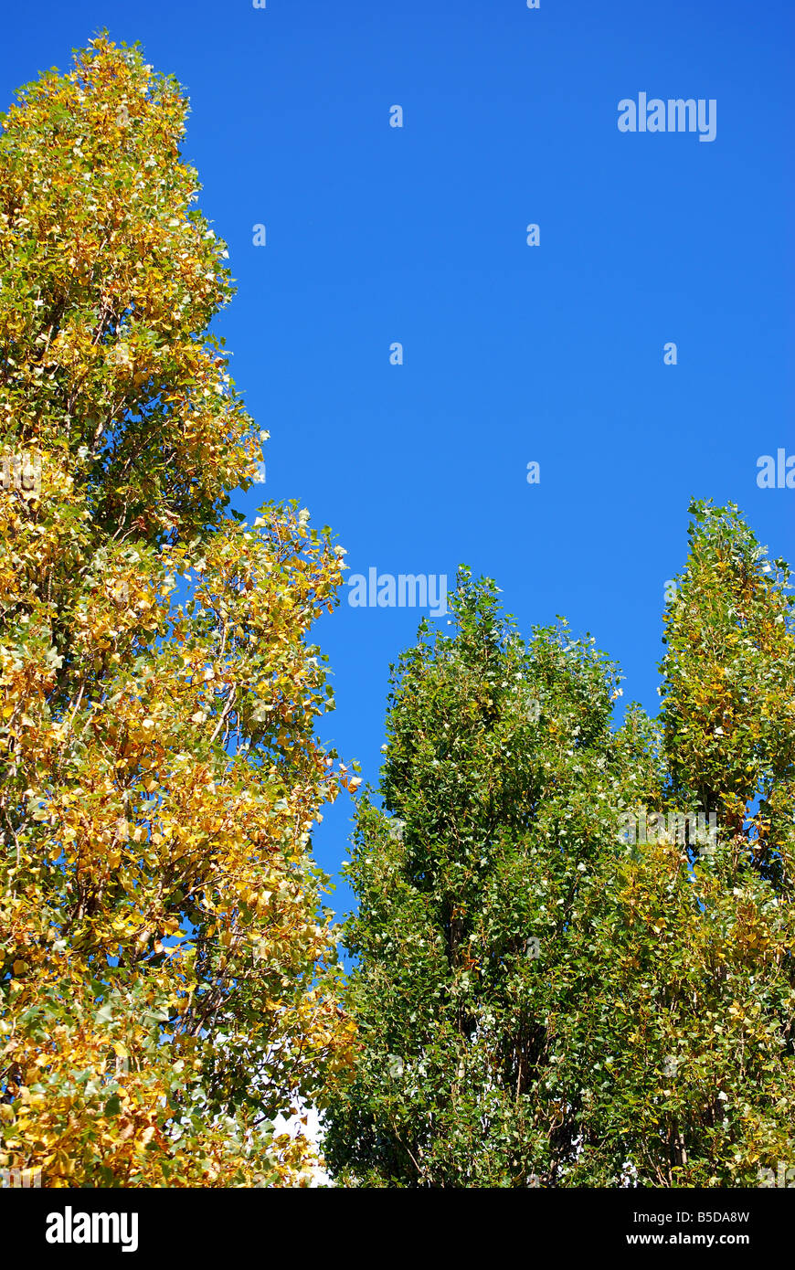 Trees on Blue Sky Stock Photo - Alamy