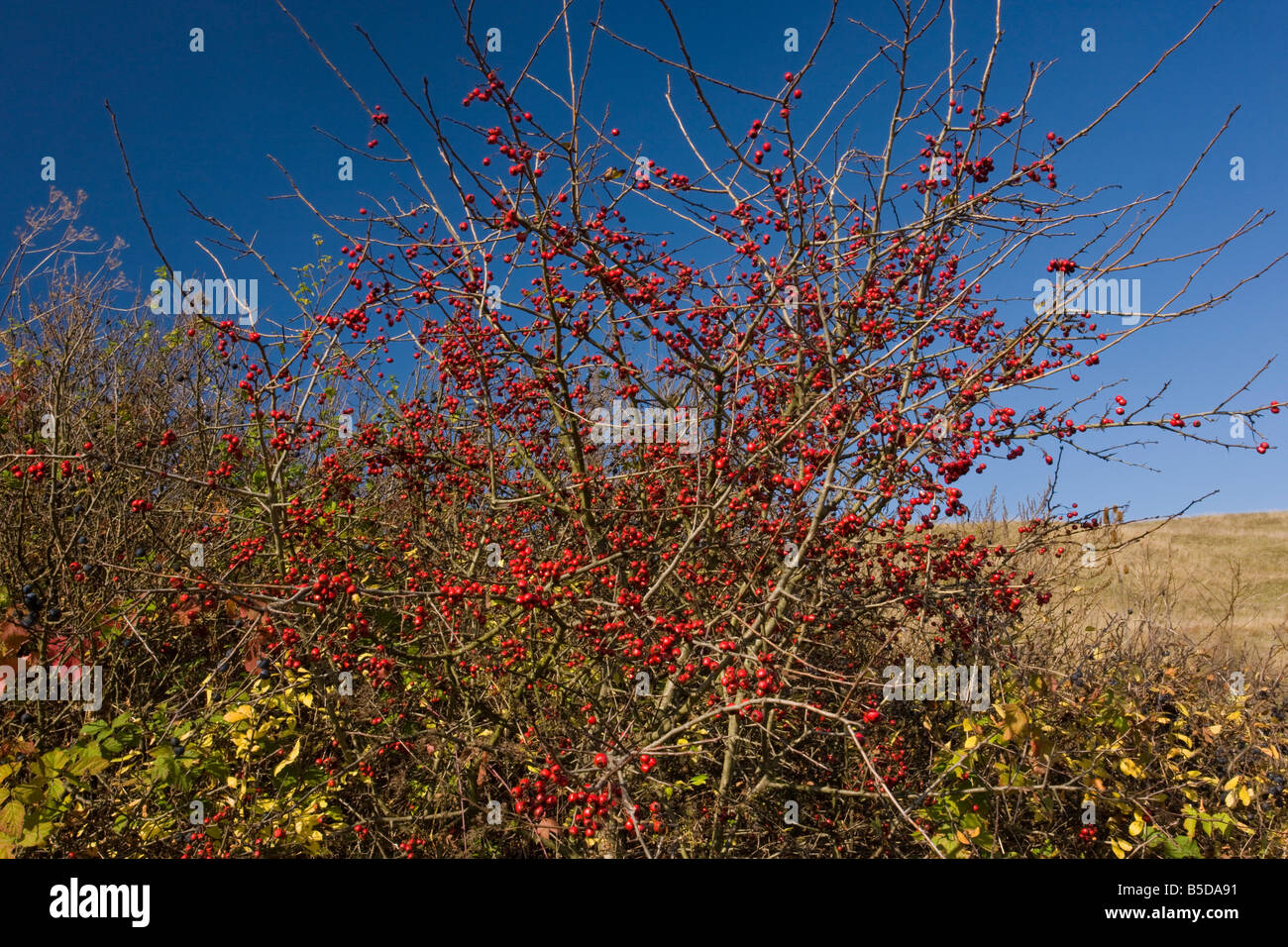 Hawthorn haws in autumn hi-res stock photography and images - Alamy