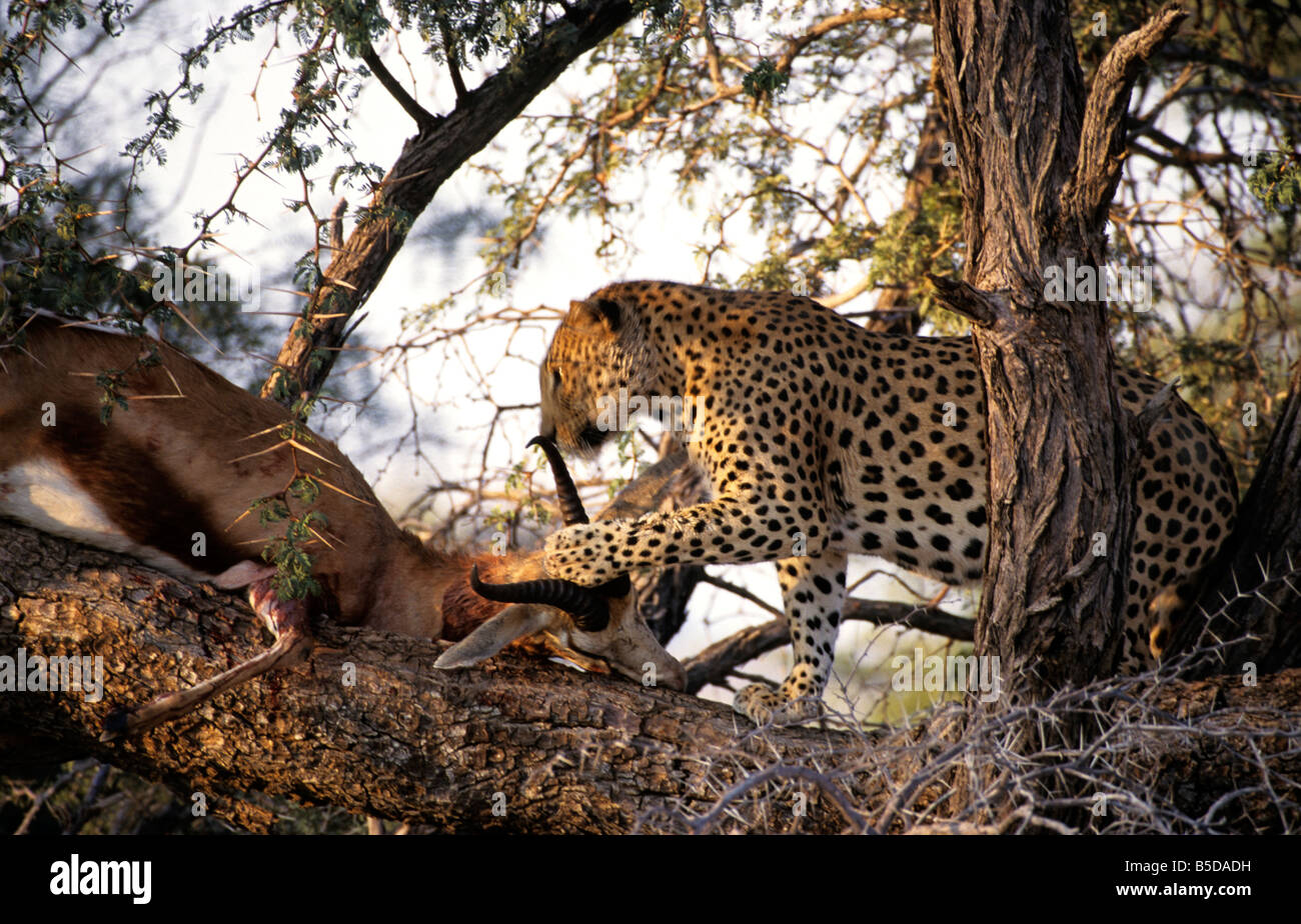 Springbok hunt hi-res stock photography and images - Alamy