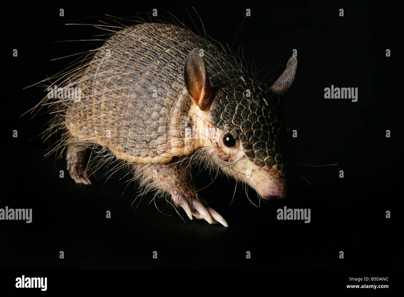 Armadillo hi-res stock photography and images - Alamy