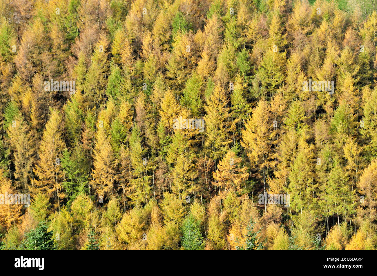 Cambrian mountains mid wales hi-res stock photography and images - Alamy