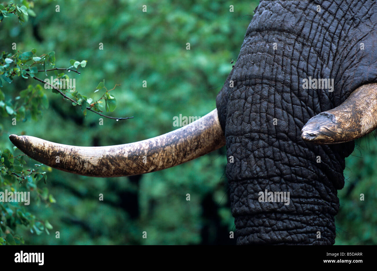 Tusks of African Elephant, Kruger National Park, South Africa Stock ...