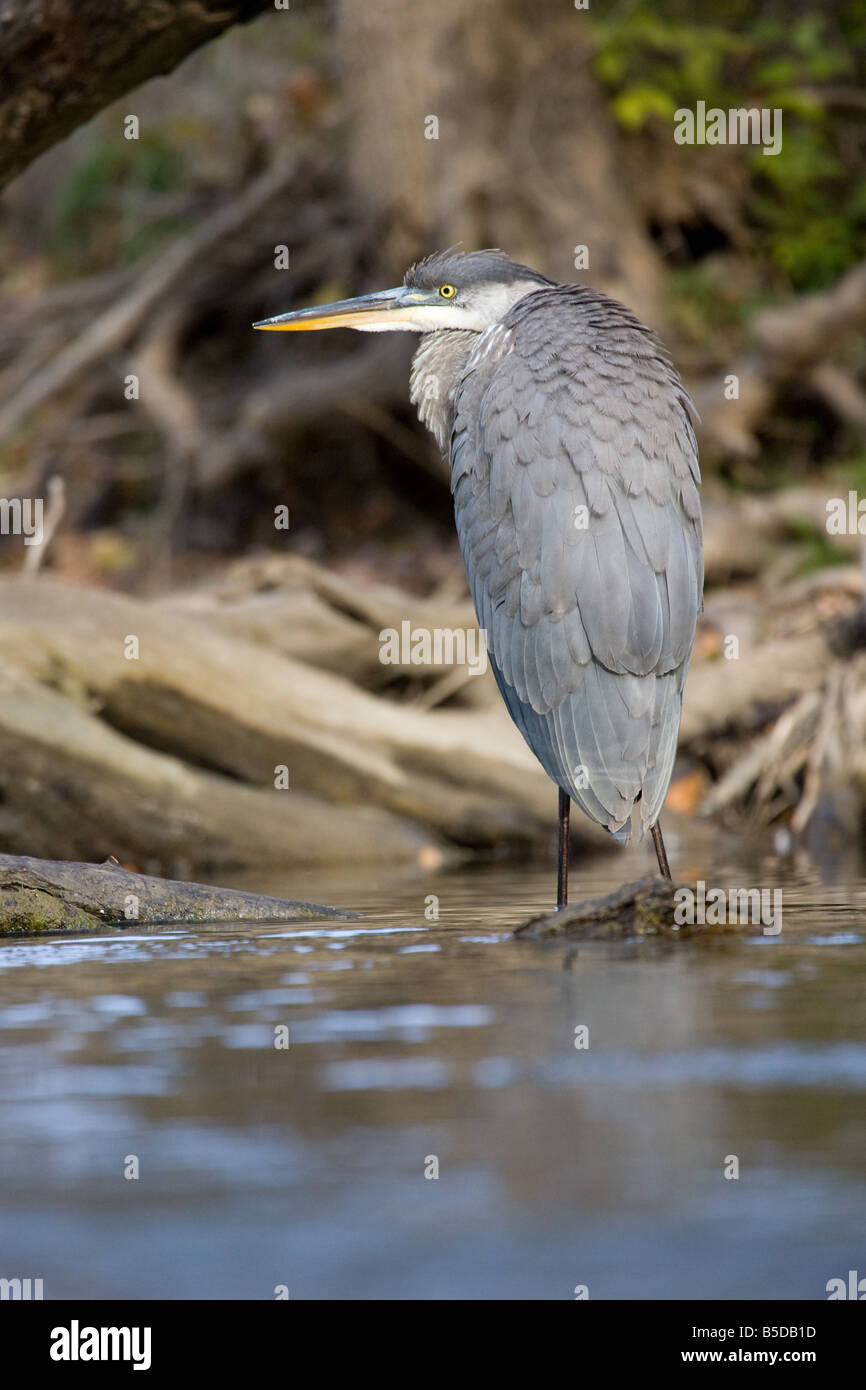 Great Blue Heron standing in water Stock Photo - Alamy