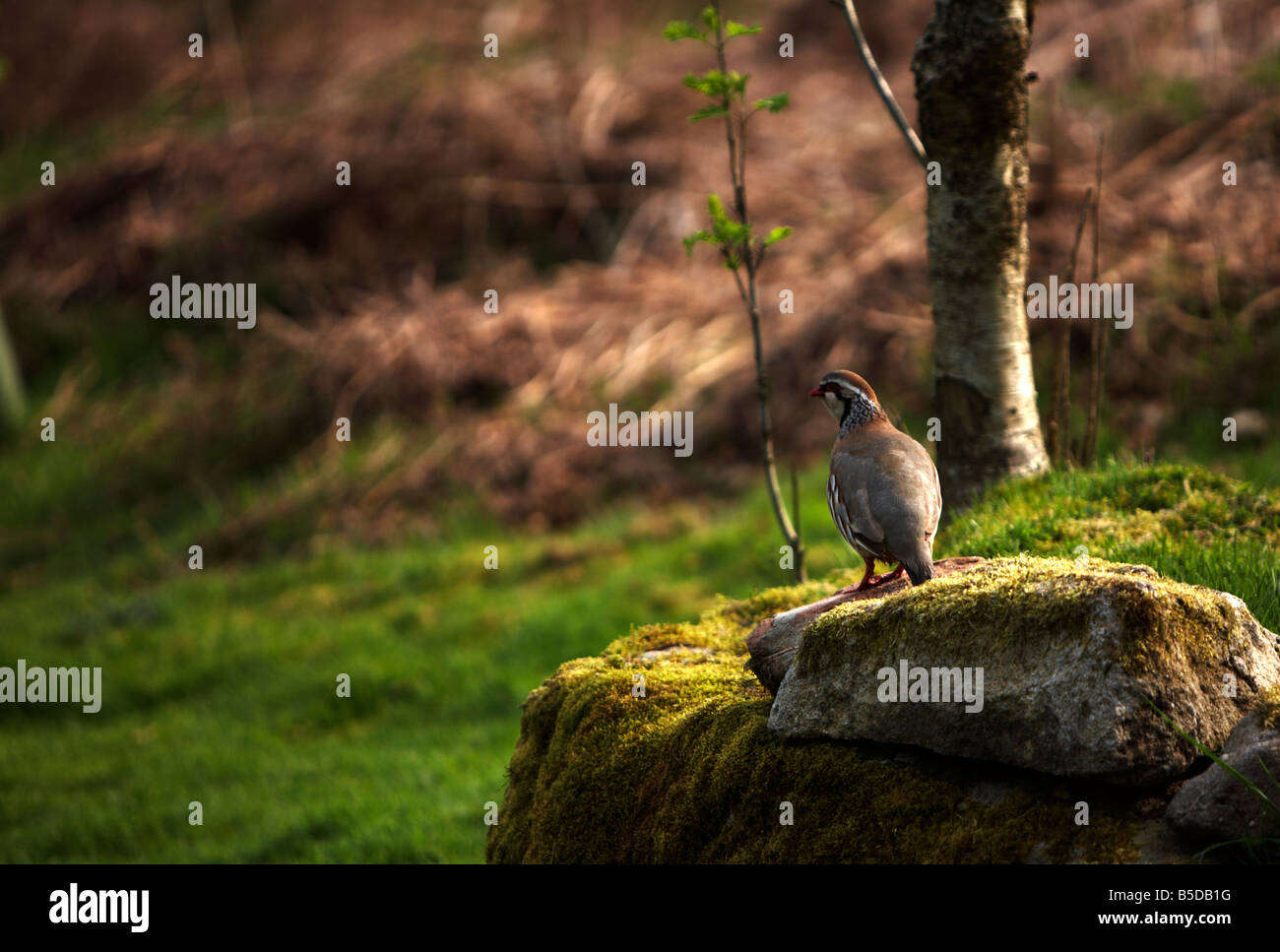 Rotund bird hi-res stock photography and images - Alamy