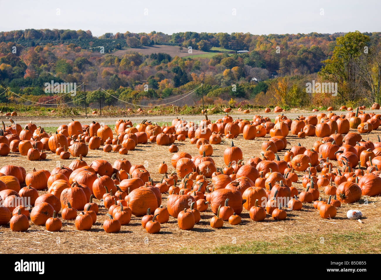 Loads of pumpkins hi-res stock photography and images - Alamy