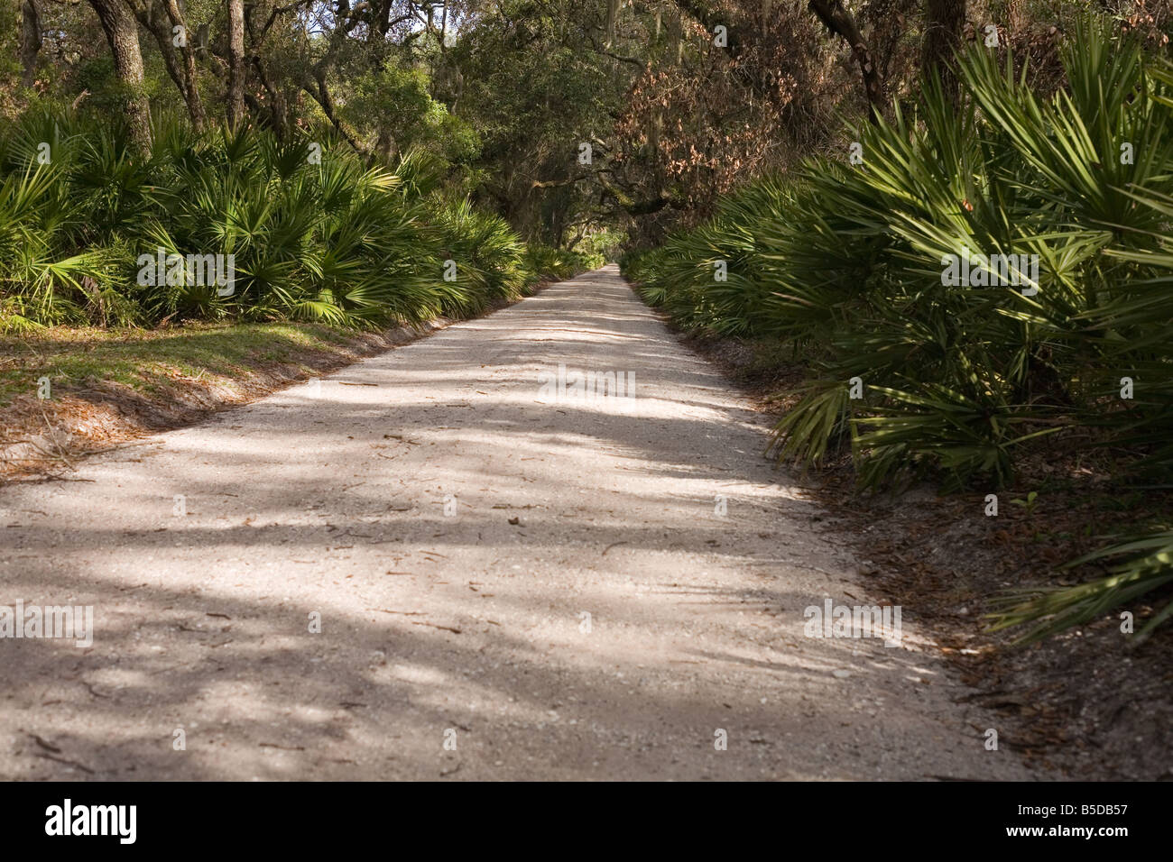 Main Road on Cumberland Island National Seashore Stock Photo - Alamy