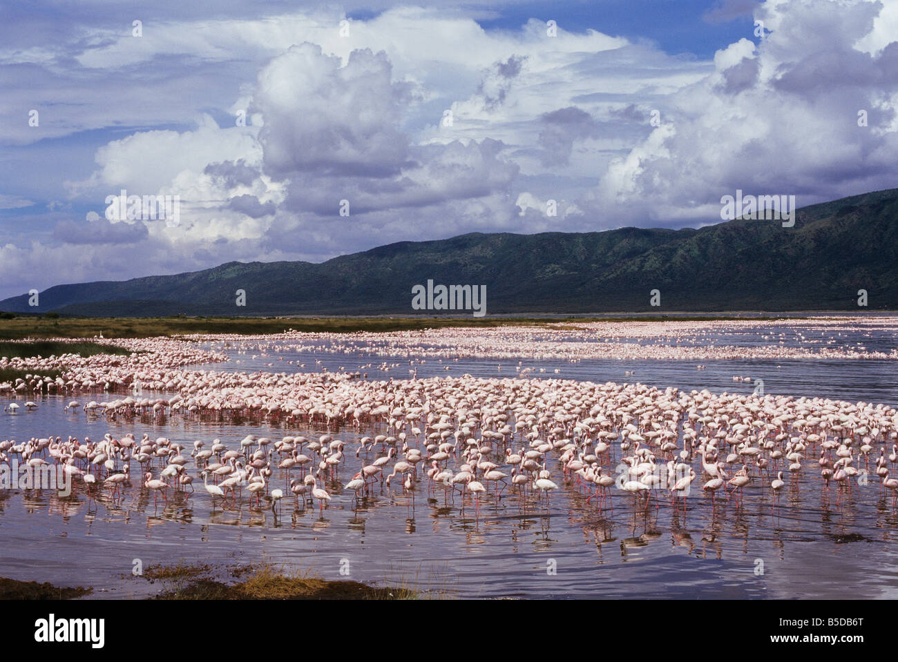 Lesser flamingo lake bogoria kenya hi-res stock photography and images ...
