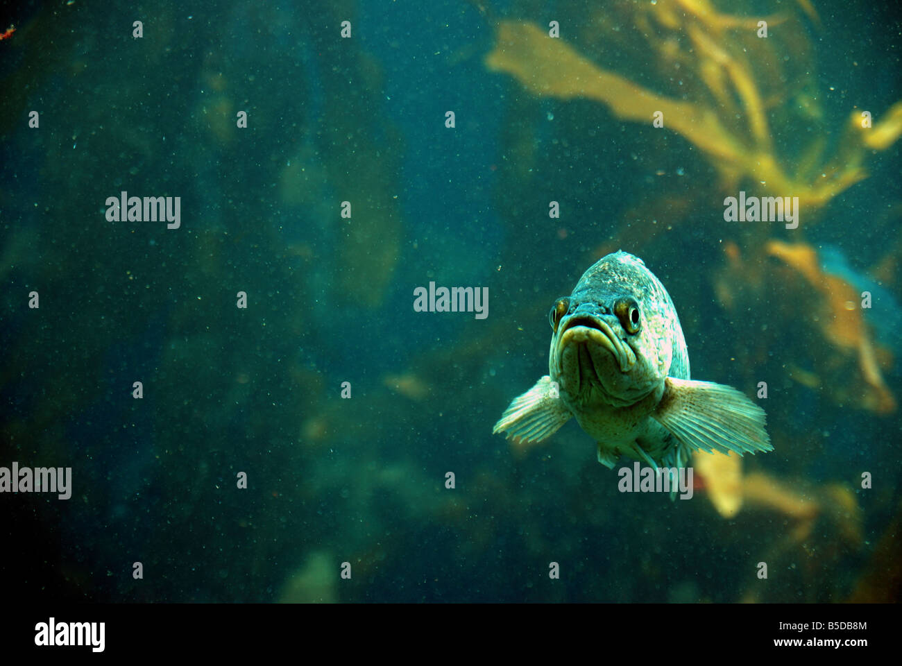 A fish at Monterey Bay Aquarium Stock Photo - Alamy